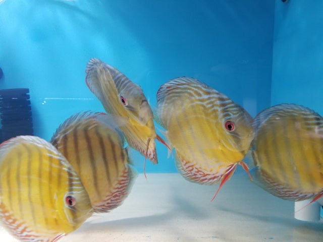 Wild Caught Discus Fish from Brazil available for sale Discus America ...